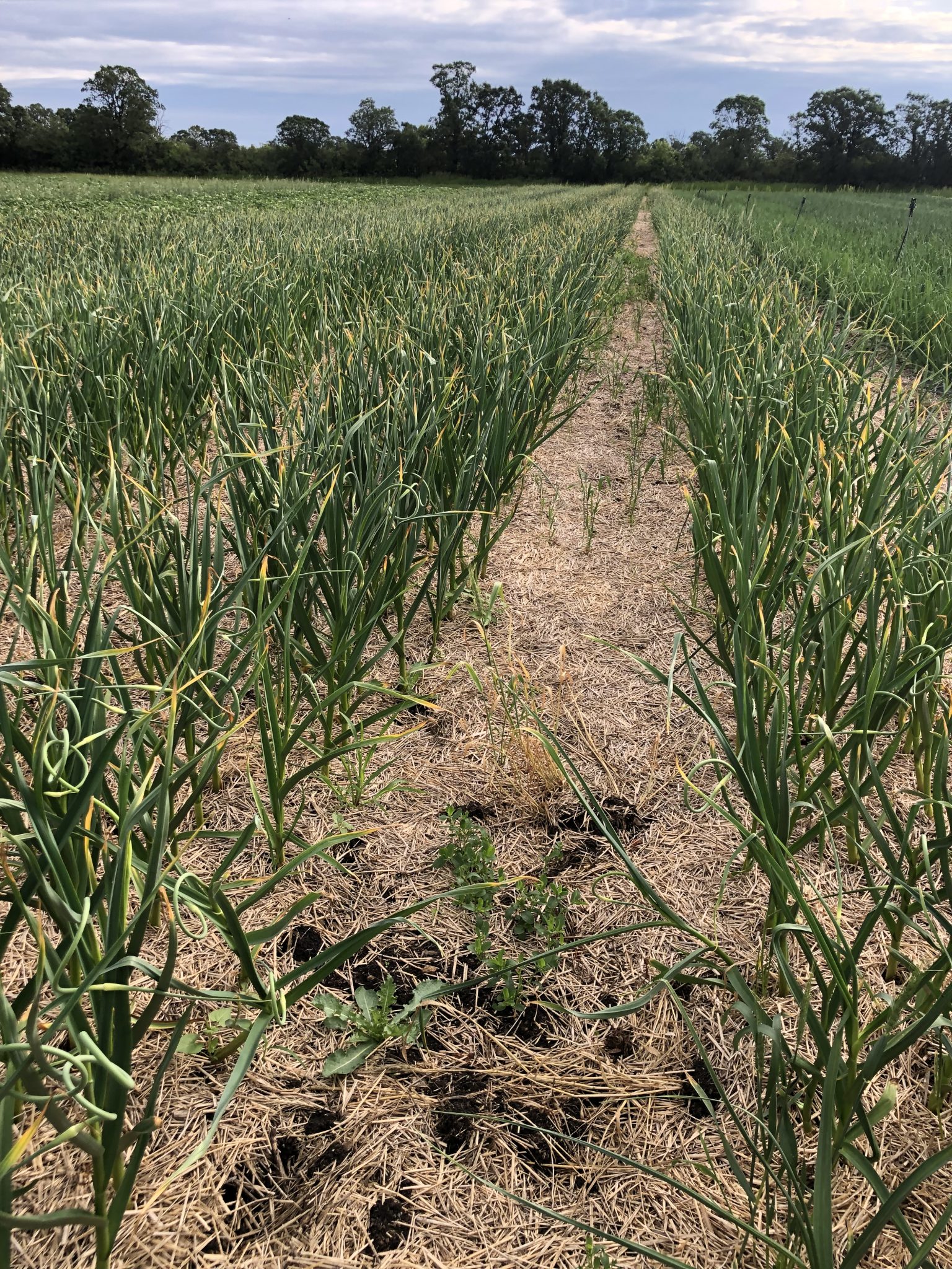 Farm News, July 08/2024 – Jonathan's Farms